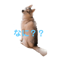 Kyoka_20201031044218 – LINE stickers | LINE STORE