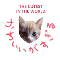 Chatora cats | Yabe-LINE貼圖代購 | 台灣No.1，最便宜高效率的代購網