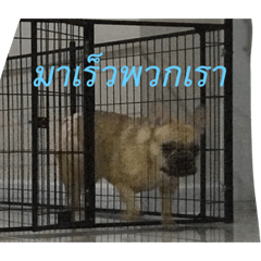 Capu English Bulldog_20201107025949 – LINE stickers | LINE STORE