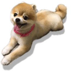 Ms.Ball – LINE stickers | LINE STORE