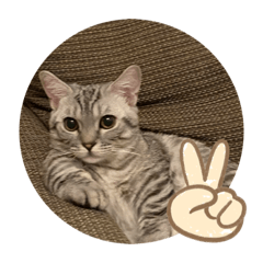 CAT.Mochimaru - Stiker LINE | LINE STORE