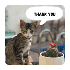 moshi the cat – LINE stickers | LINE STORE