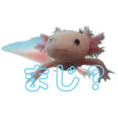 chomusuke – LINE stickers | LINE STORE