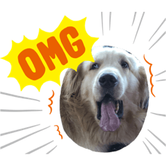 Hagow golden retriever_20201216034700 – LINE stickers | LINE STORE