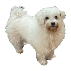 Dogs Maltese – LINE stickers | LINE STORE
