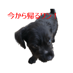 STICKERS BLACK SCHNAUZER - LINE スタンプ | LINE STORE