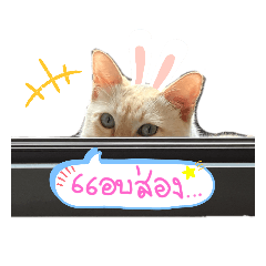 (Crispy Cat) mini ep. - Stiker LINE | LINE STORE