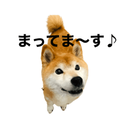 Wakamomo_20201227160728 - Stiker LINE | LINE STORE