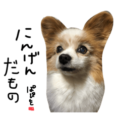 papi_20210103171221 – LINE stickers | LINE STORE