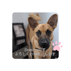 Domino stamp - LINE スタンプ | LINE STORE