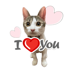 homa_20210120001112 – LINE stickers | LINE STORE