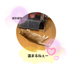 Sae_20210122204939 - Stiker LINE | LINE STORE