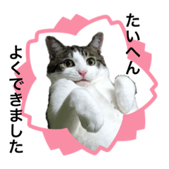 Chikuwa cat stamp - Stiker LINE | LINE STORE