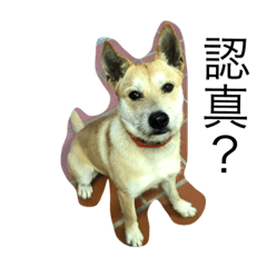 Amyyy_20210205180045 - LINE スタンプ | LINE STORE