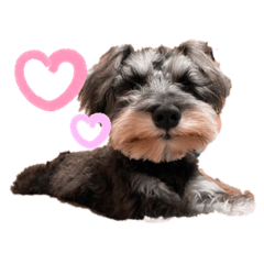 mami_20210213001424 - Stiker LINE | LINE STORE