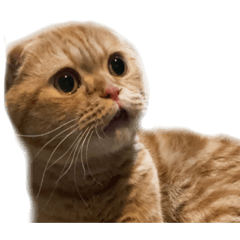 A cat(maybe a human) – LINE stickers | LINE STORE