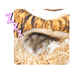 maruchan_20210222192137 – LINE stickers | LINE STORE