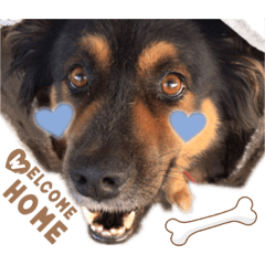 Box & Remi – LINE stickers | LINE STORE