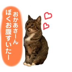 TORA CAT_20210228232149 - Stiker LINE | LINE STORE