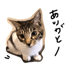 Nnk_20210315130259 - Stiker LINE | LINE STORE