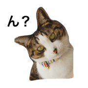 Japanese funny Cats sticker • Rumors City