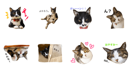 Japanese funny Cats sticker • Rumors City