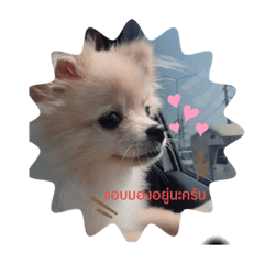 My Dog_20210318214112 - Stiker LINE | LINE STORE