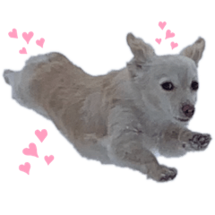 Nameko the doggo – LINE stickers | LINE STORE