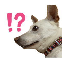 Two goofy dogs #1 – LINE貼圖 | LINE STORE
