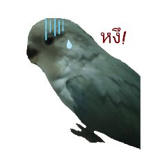 Hanoi_20210419210252 – LINE stickers | LINE STORE