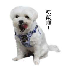 Toto Dog_2021 – LINE stickers | LINE STORE