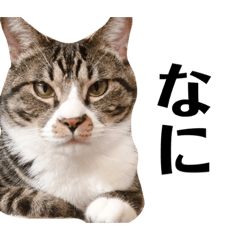 sakami_20210428004729 - Stiker LINE | LINE STORE