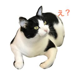 HACHIWARE'S – Stickers LINE | LINE STORE