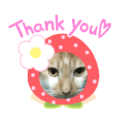 cat_20210503144246 – LINE stickers | LINE STORE