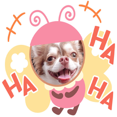 Gamo Chihuahua and the gang – LINE stickers | LINE STORE