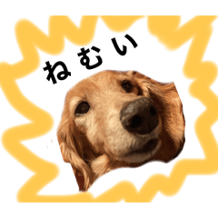 shiho_20210506193201 – LINE stickers | LINE STORE