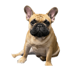 CHING_20210508125551 - Stiker LINE | LINE STORE