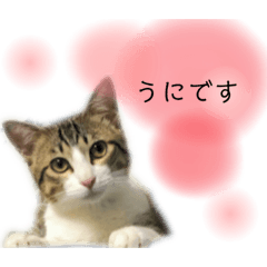 uni_20210509232349 – LINE stickers | LINE STORE