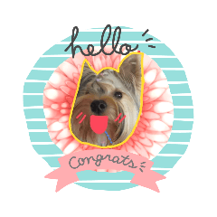 Shabu_20210511101850 – LINE stickers | LINE STORE