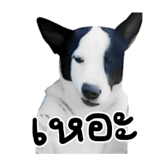 Fanta dog dayo – Stickers LINE | LINE STORE