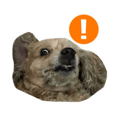 Bobo the ultimate cutest dog 2 – LINE stickers | LINE STORE