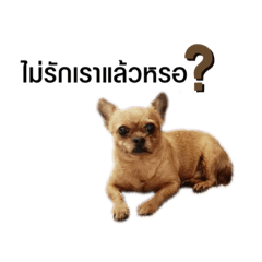 Punglo_20210518105814 – LINE貼圖 | LINE STORE