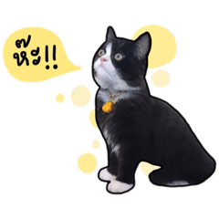 Hoka Meow_20210518151112 – LINE stickers | LINE STORE