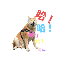 Joy_20210521224446 – LINE stickers | LINE STORE