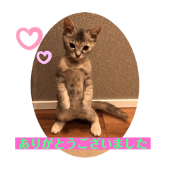 ouchan.lalachan.cat_20210526072435 – สติกเกอร์ LINE | LINE STORE