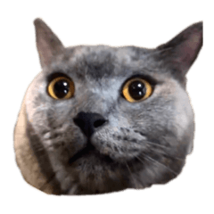 Angry Peter – LINE貼圖 | LINE STORE