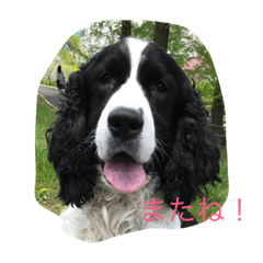 ESS – LINE stickers | LINE STORE