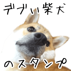 デブい柴犬のスタンプ - LINE スタンプ | LINE STORE