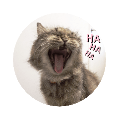 Chilla de cat – LINE stickers | LINE STORE