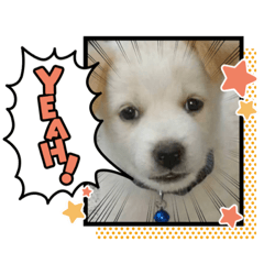 Pao eieie – LINE stickers | LINE STORE